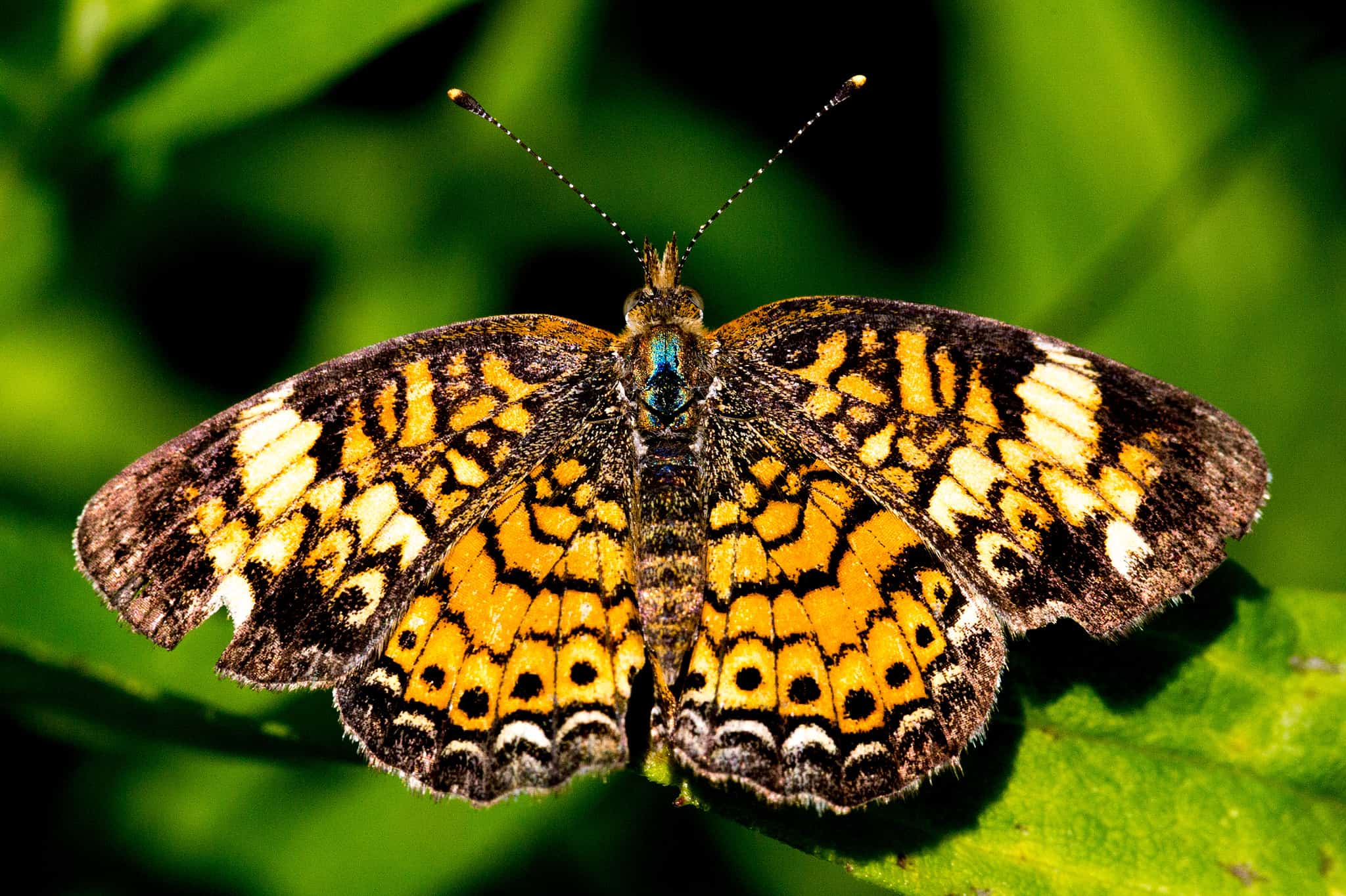 12 Types of Orange Butterflies with Pictures and Identification Guide ...