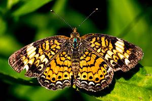 12 Types of Orange Butterflies with Pictures and Identification Guide ...