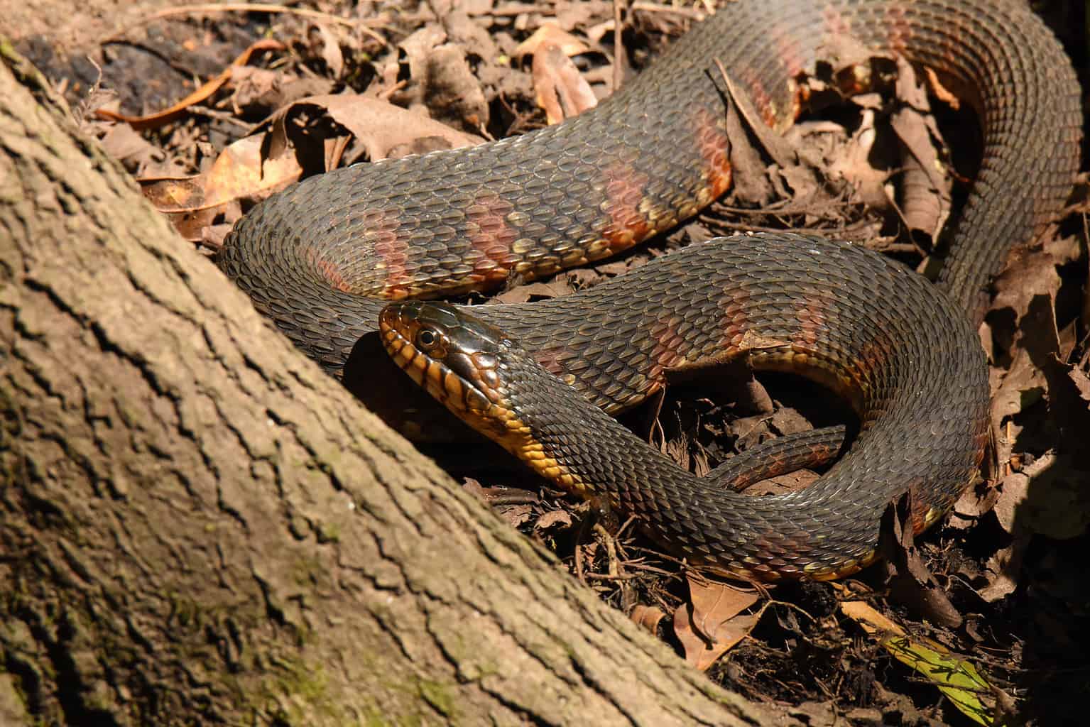Meet 13 Snakes of the Alabama River - A-Z Animals