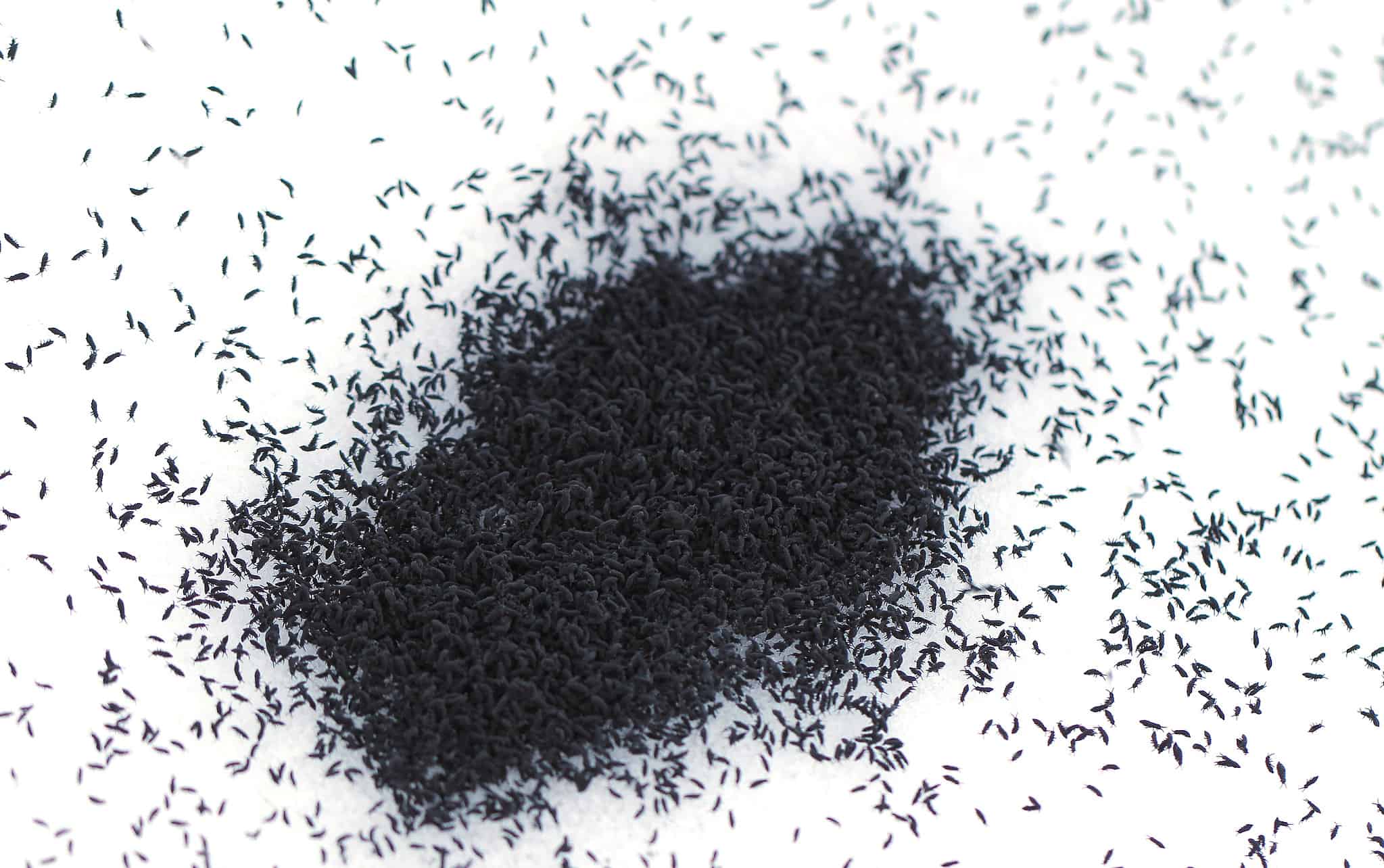 9 Commonly Found Little Bugs That Look Like Lint or Dust - A-Z Animals