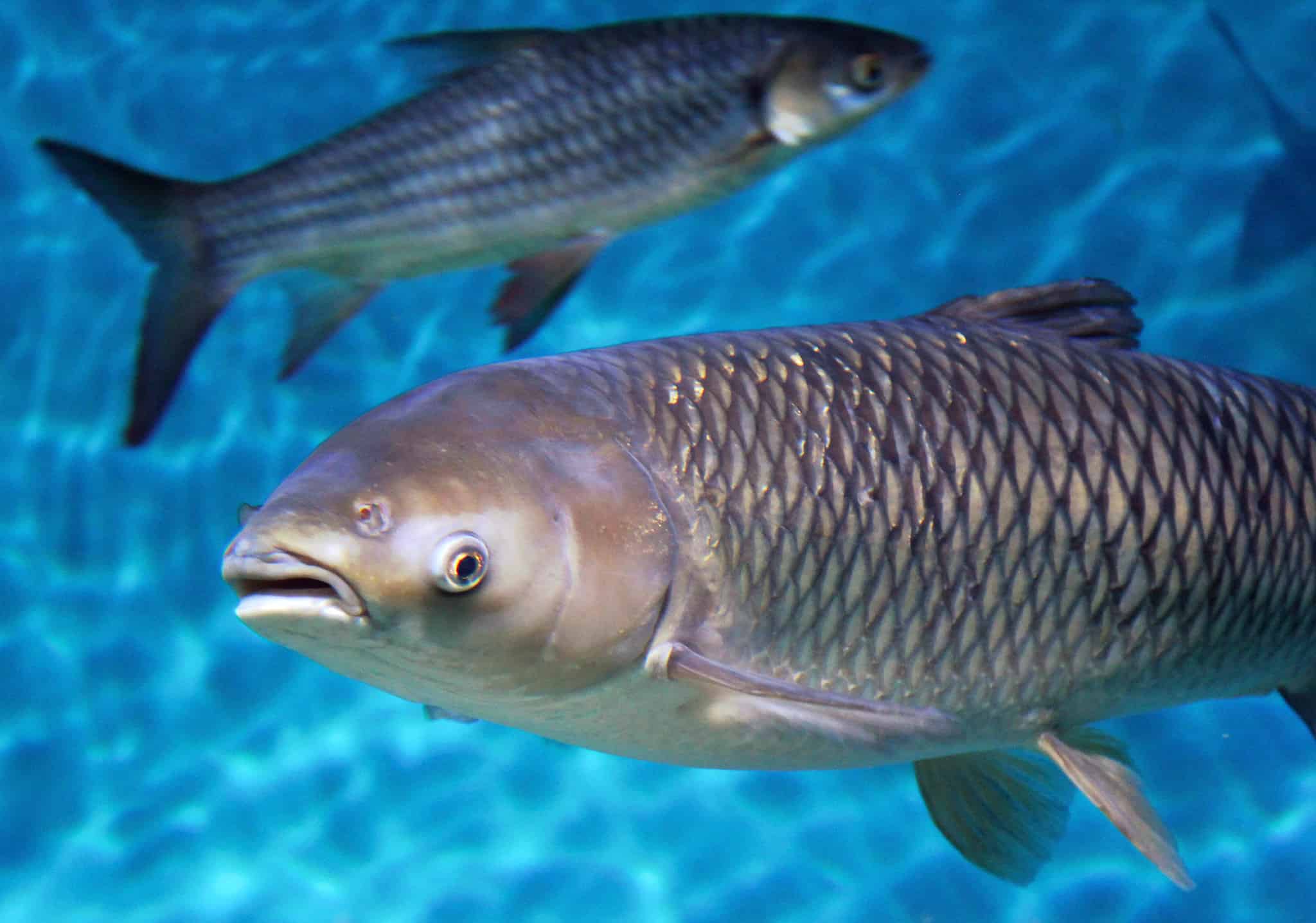 Carp Facts, Types, and Why They’re Both Beloved and Reviled Fish Facts ...