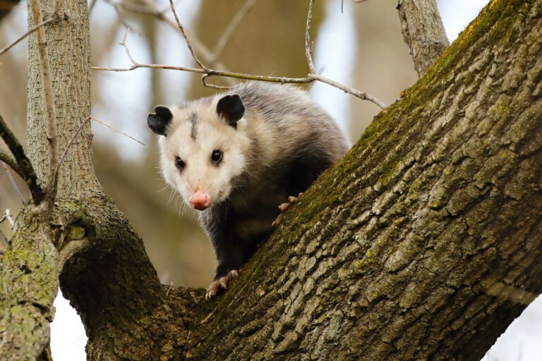 7 Distinct Types Of Marsupial Animals - A-Z Animals