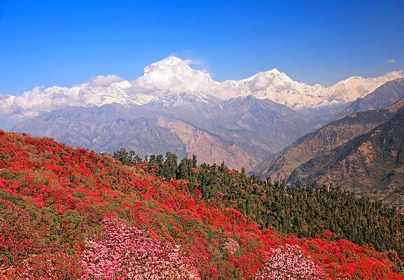 Discover the National Flower of Nepal: Rhododendron Arboreum - A-Z Animals