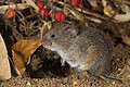 Meet the Animals of Cuyahoga Valley National Park, From Bald Eagles to ...