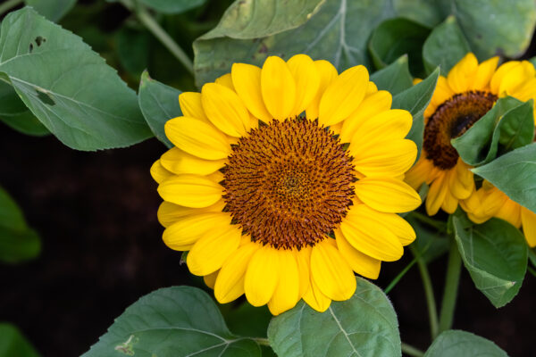 21 Types of Sunflowers: When to Plant, and Where to Grow & More