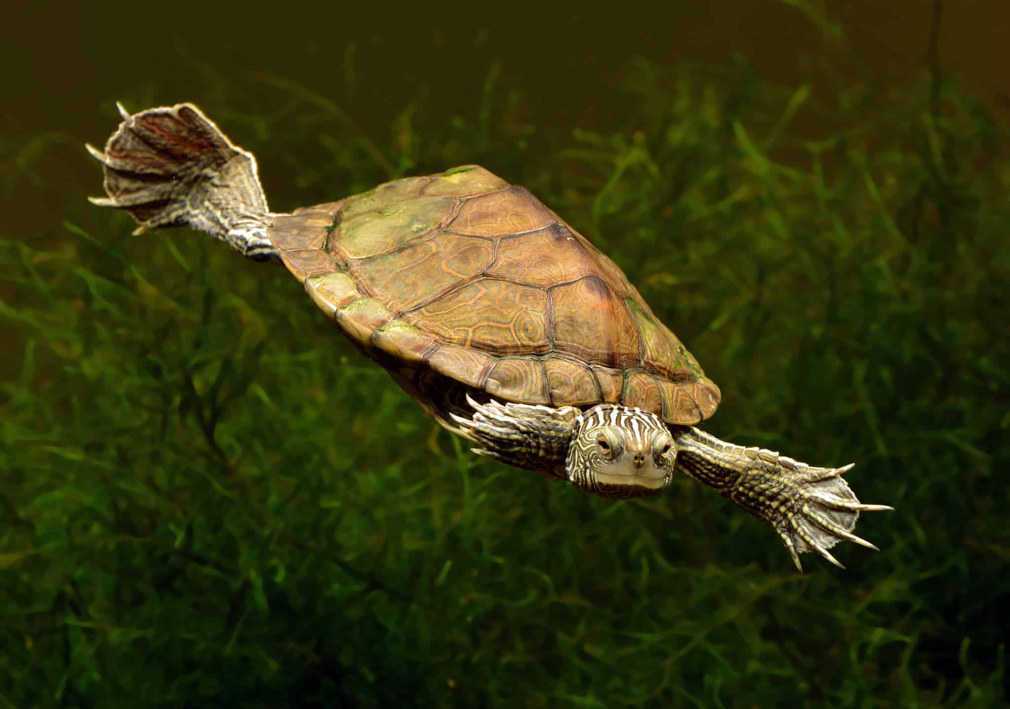 The Remarkable Underwater Sleep Habits of Turtles - A-Z Animals