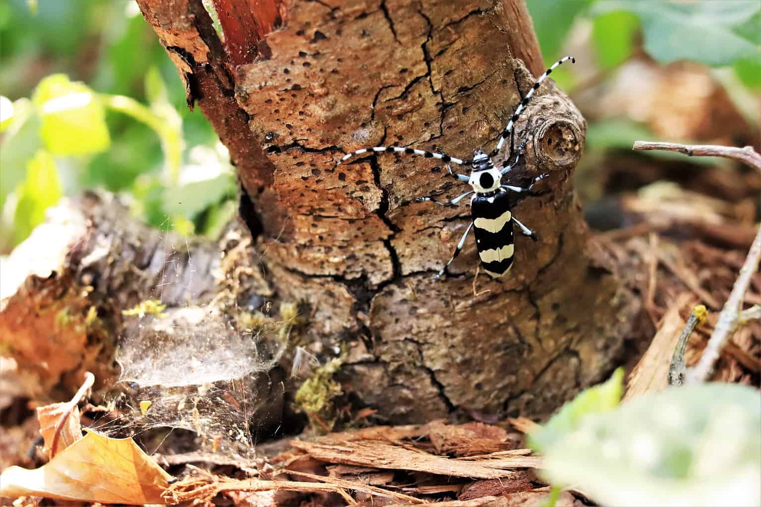 Discover 10 Types of Gray Beetles - A-Z Animals