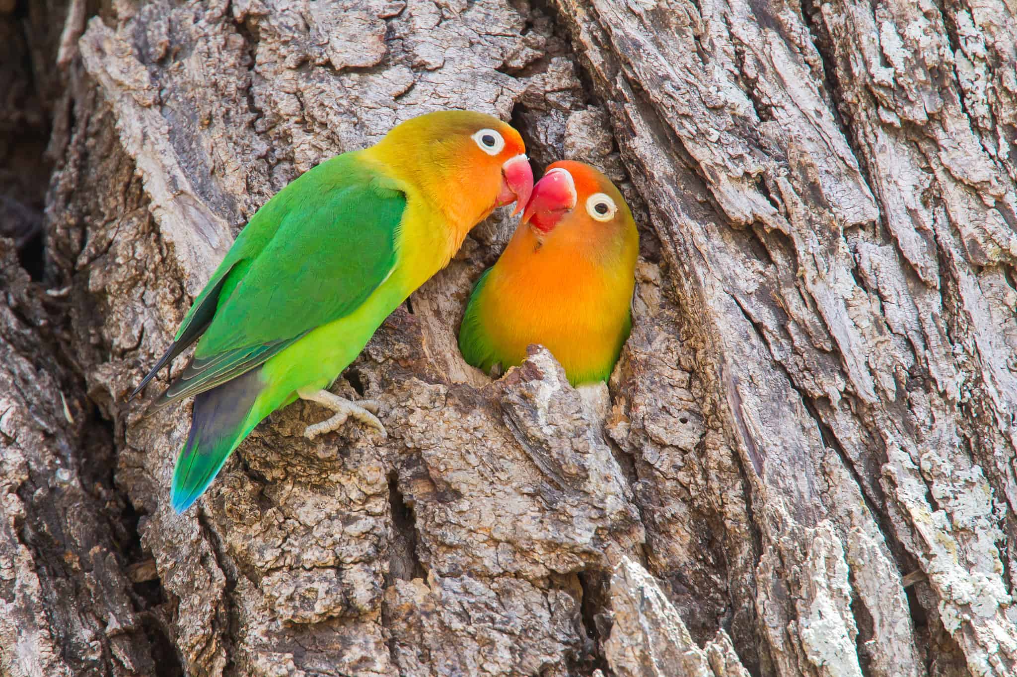 Lovebird Lifespan: How Long Do Lovebirds Live? - A-Z Animals