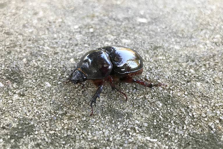 From Dung Rollers to Fireflies: 10 Fascinating Black Beetles - A-Z Animals