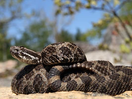 It's Rattlesnake Season in Colorado: Things You Need to Know - A-Z Animals