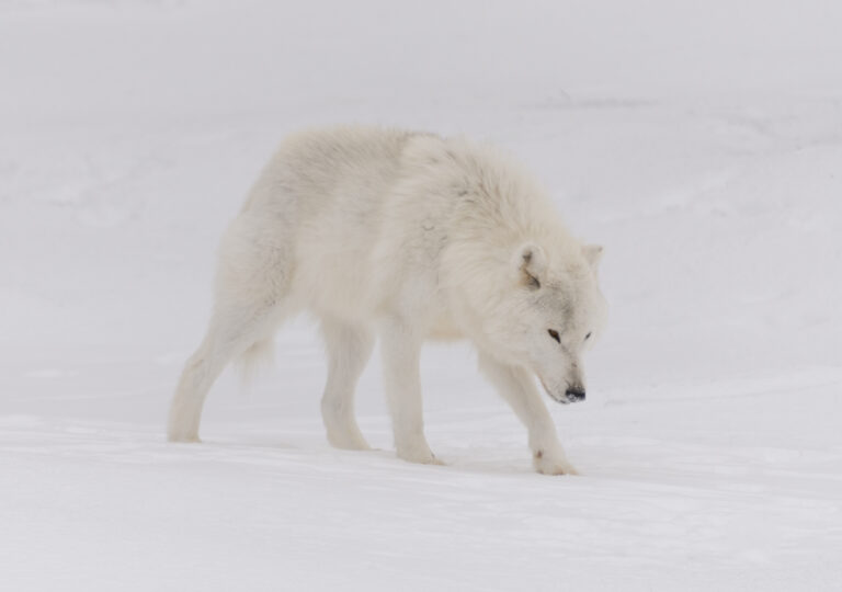 Tundra Food Chain and Web: Examples and Who's on Top - A-Z Animals