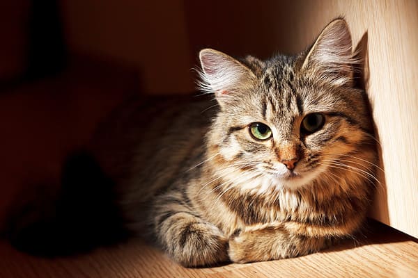 These Sneaky Animals Are Masters of Stealth and Survival - A-Z Animals