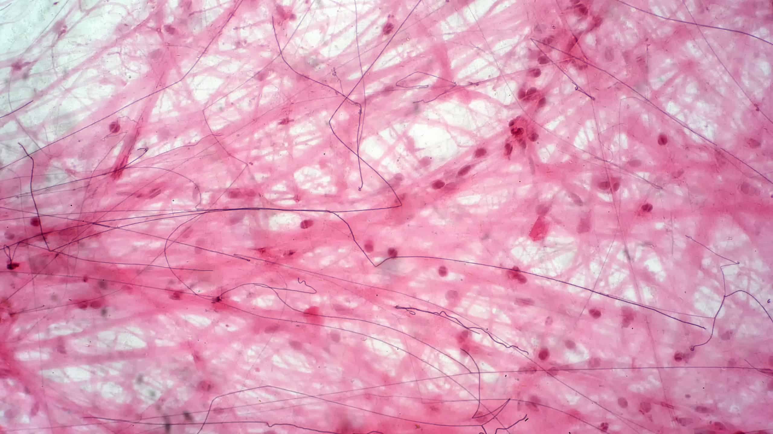 Tissue - A-Z Animals