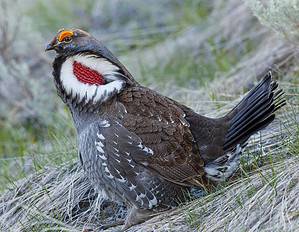 Grouse Animal Facts - Phasianidae (grouse: subfamily Tetraoninae) - A-Z ...