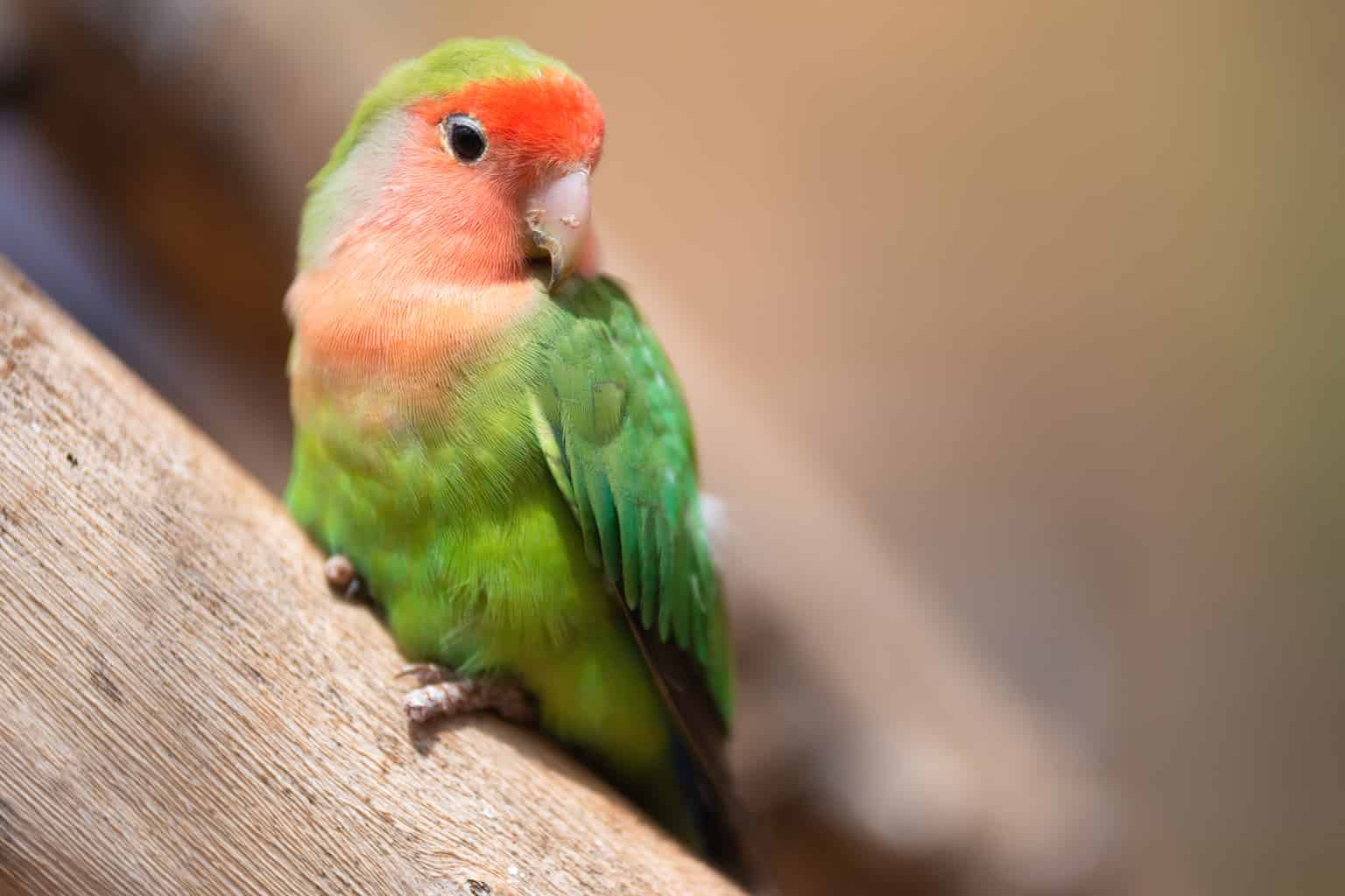 Discover Every Type Of Lovebird - A-Z Animals