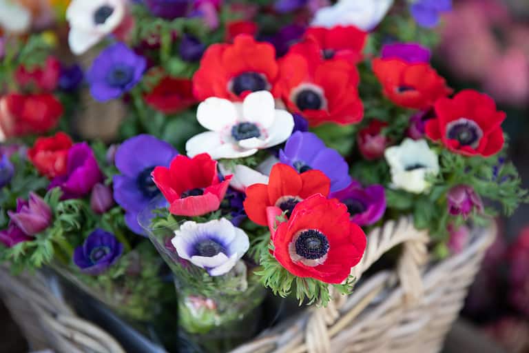Anemone Flowers: Meaning, Symbolism, and Proper Occasions - A-Z Animals