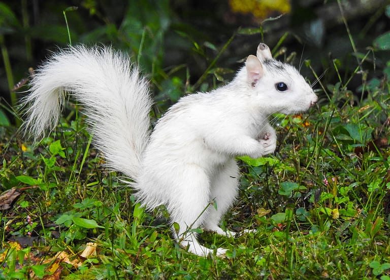 What Causes White Squirrels and How Rare Are They? - A-Z Animals