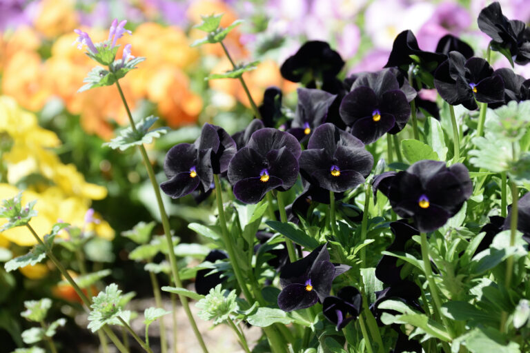 Pansy Flowers: Discover the Powerful Meaning, Symbolism, and Proper ...
