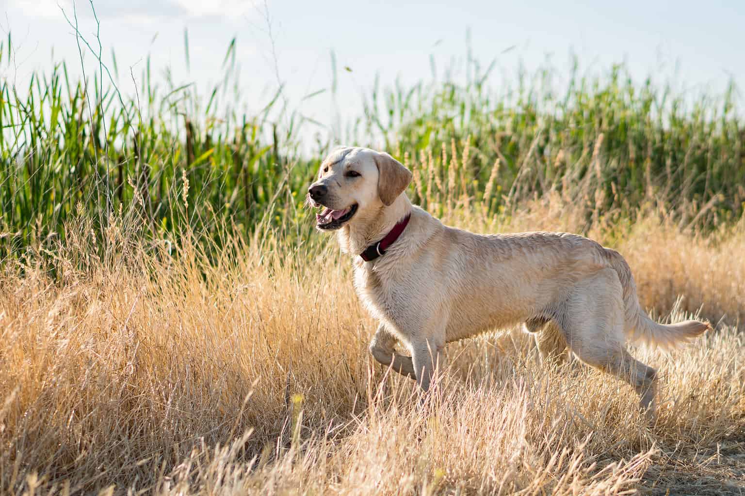 The Best Dog Breeds for Pheasant Hunting - A-Z Animals