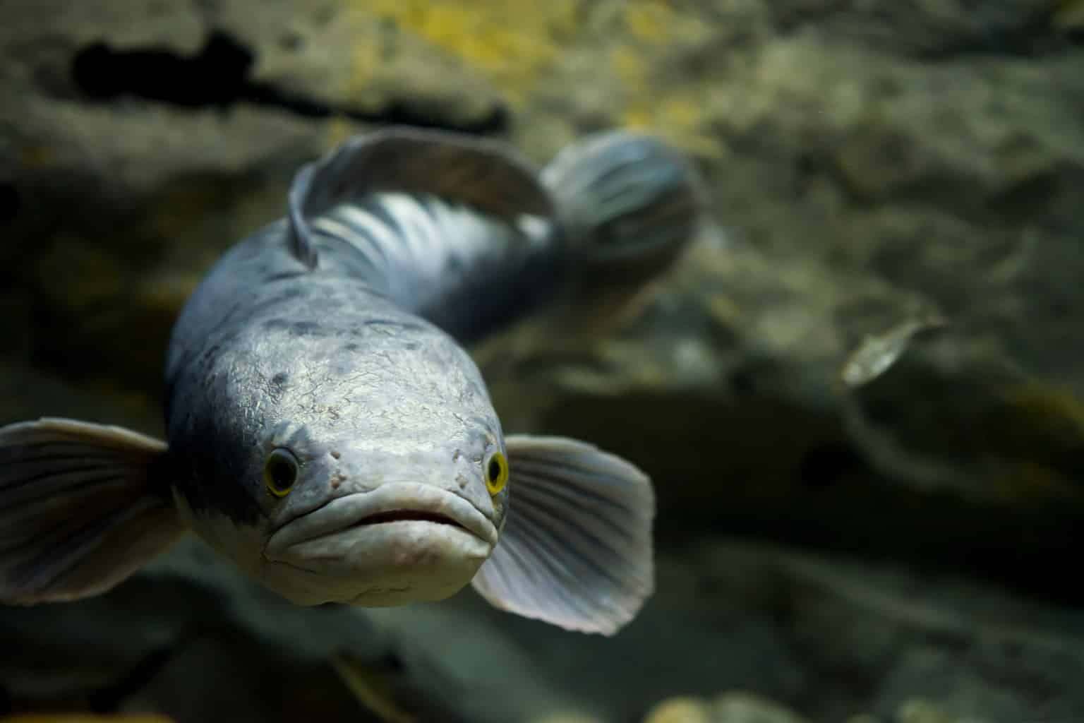 7 Types of Snakehead Fish - AZ Animals