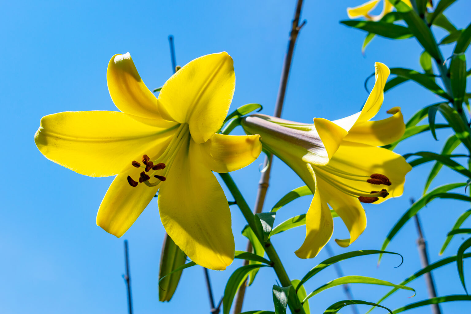 5 Types of Yellow Lilies - A-Z Animals