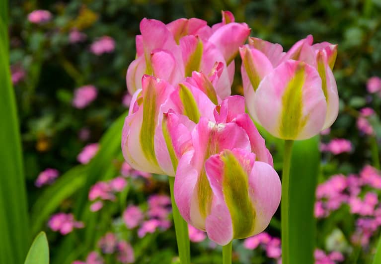 17 Types Of Green Tulips