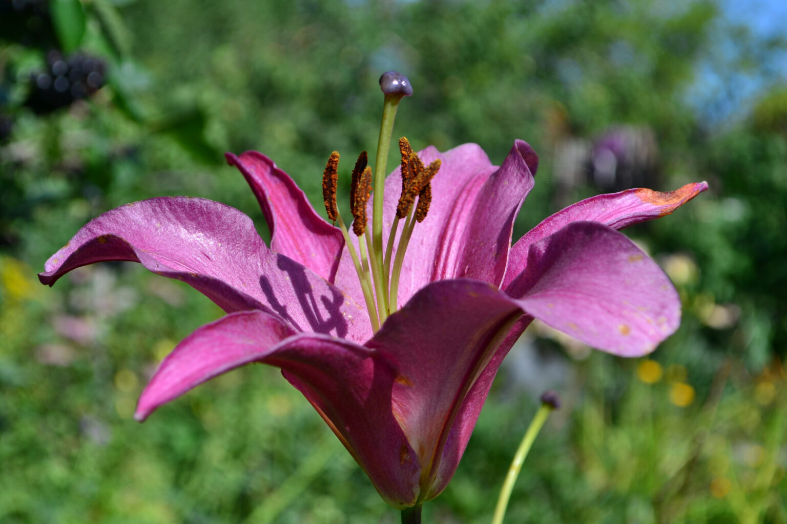 7 Types of Purple Lilies - A-Z Animals