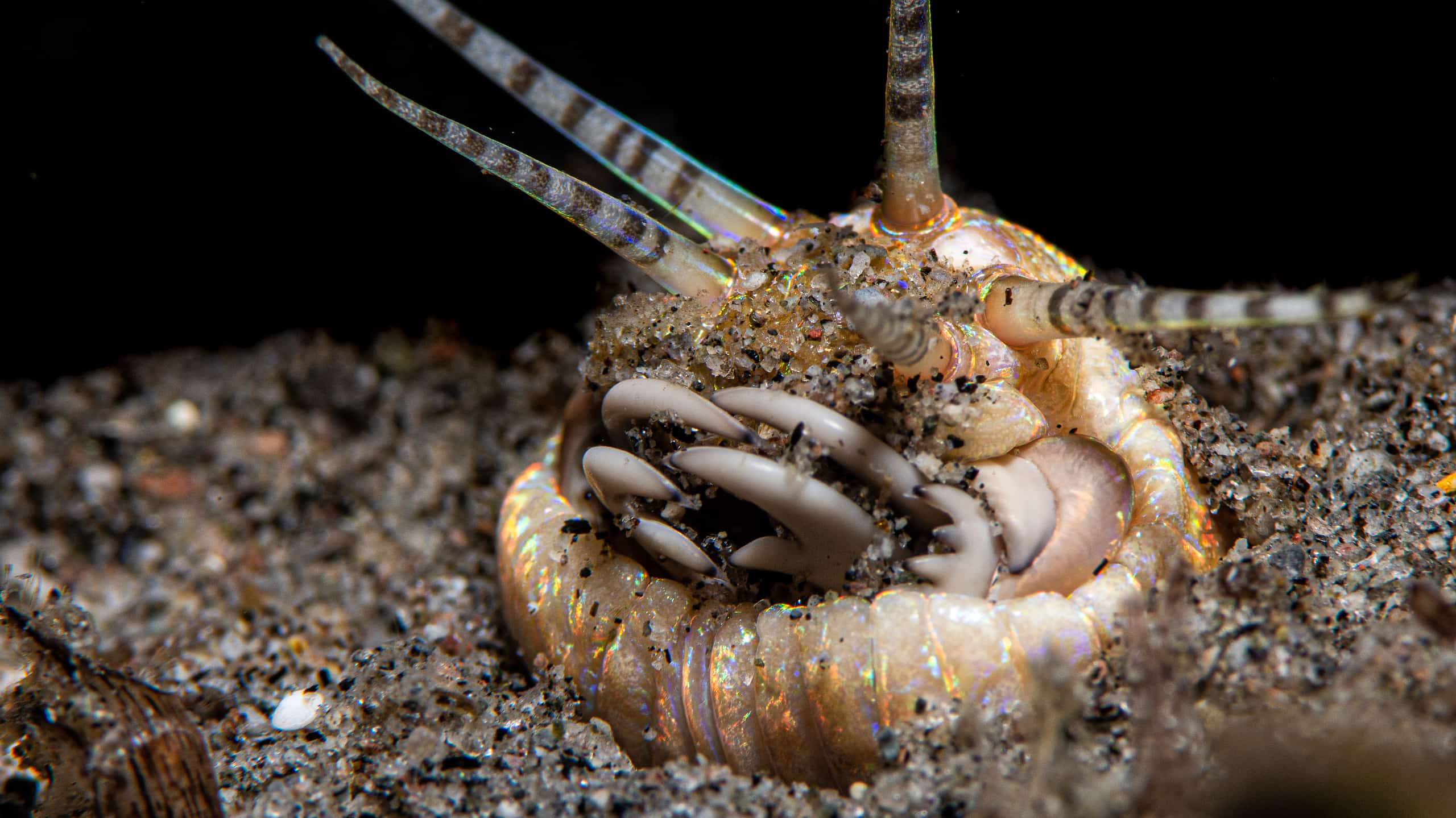 This Ambush Predator Hides in the Sand and Strikes Without Warning - A-Z Animals