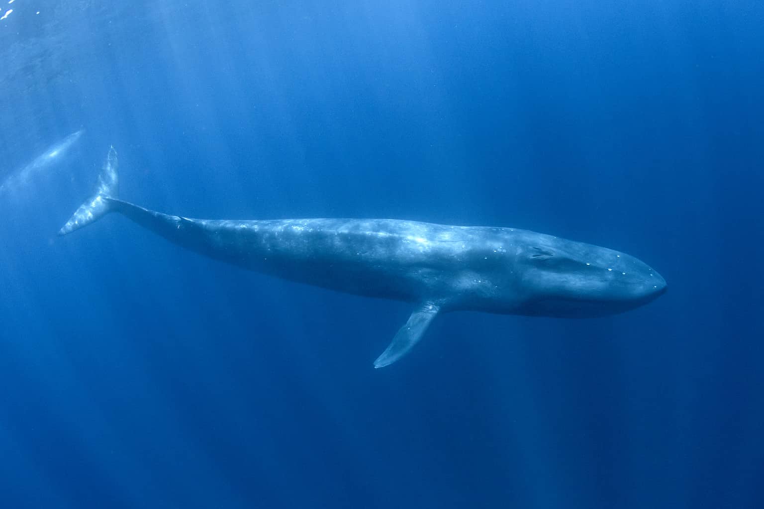 From Blue Whales to Titan Beetles: A Comprehensive Guide to the World's ...