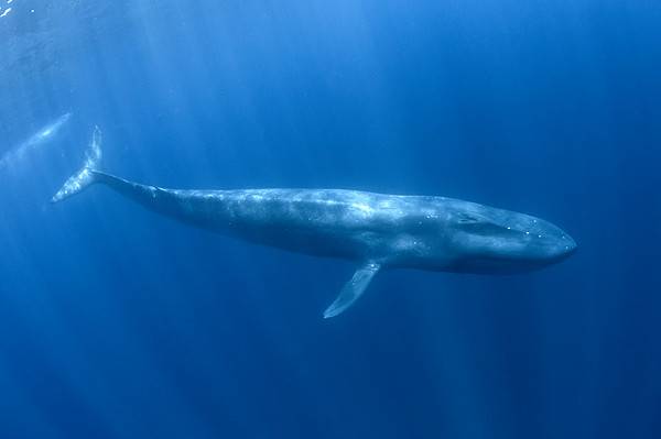 From Blue Whales to Titan Beetles: A Comprehensive Guide to the World's ...