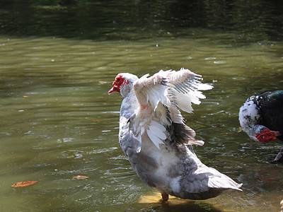 Molt