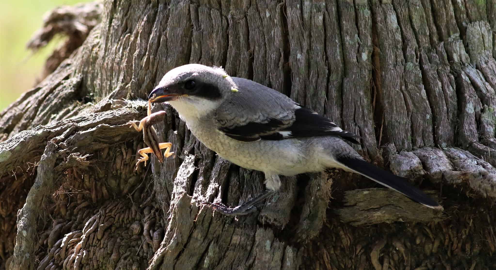 Loggerhead Shrike Animal Facts - Lanius ludovicianus - A-Z Animals