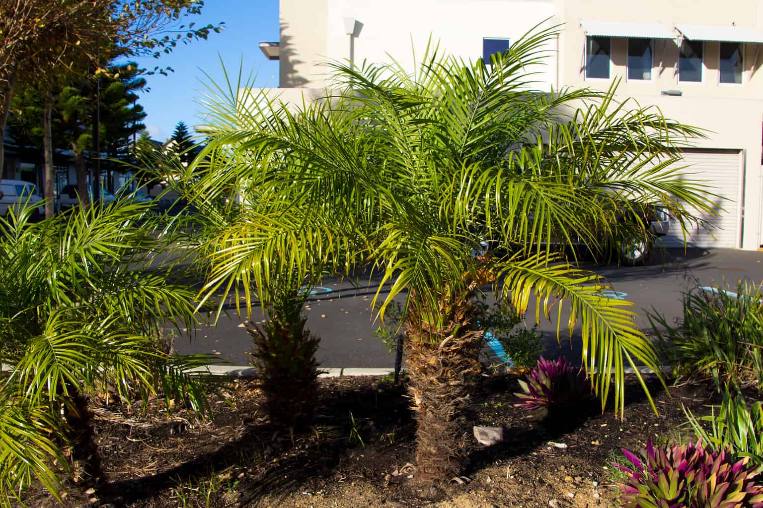 Robellini Palm Tree - Varieties, How to Propagate and More - AZ Animals