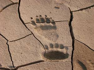 Backyard Animal Tracks Identification: A Complete Guide for 2024 - A-Z ...