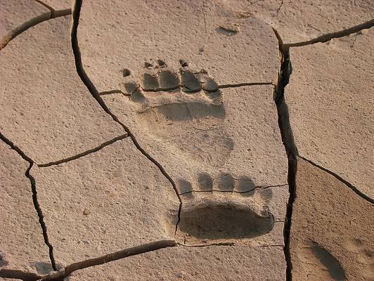 Bear Tracks: Identification Guide for Snow, Mud, and More - A-Z Animals