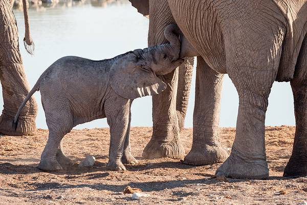 This Adorable Baby Elephant Taking Its First Steps Has Us Swooning - A ...