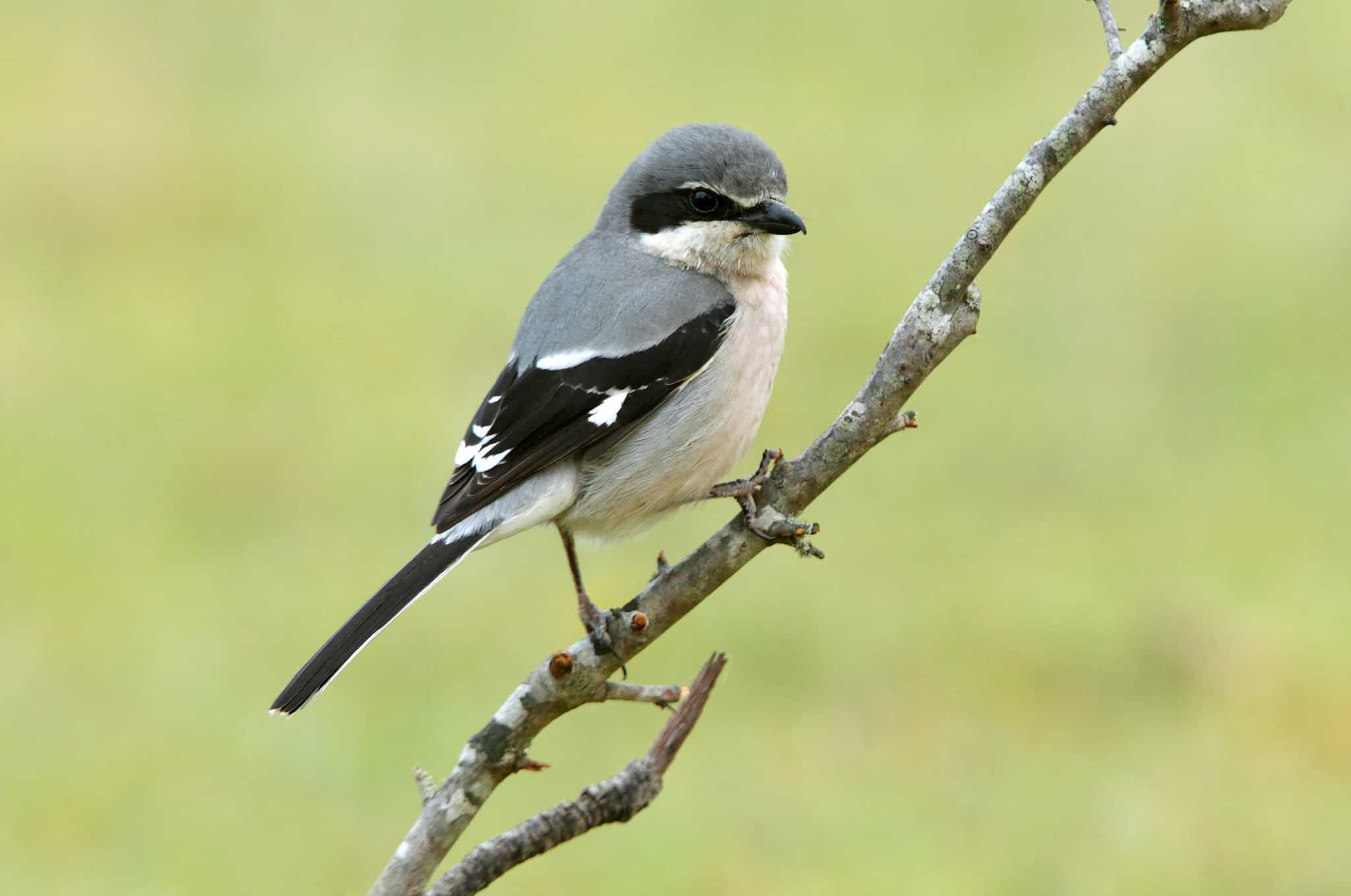 Near Threatened Animals - A-Z Animals