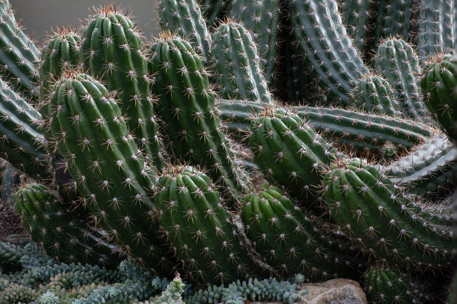 Discover 7 Cactus Types That Can Survive the Winter - A-Z Animals