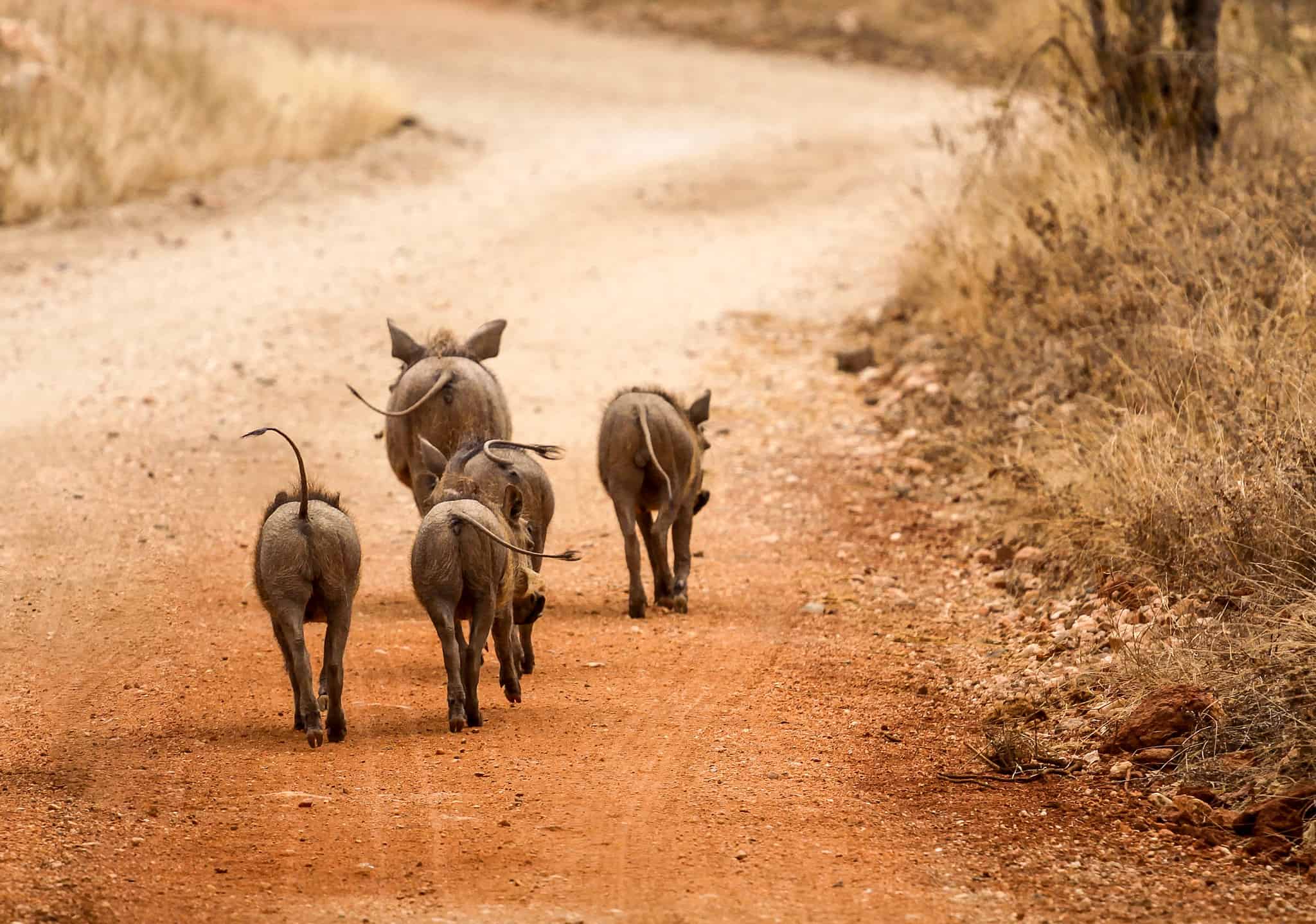 Ferocious Warthog Manages to Outmaneuver and Flip the Script on a Dozen ...