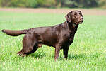 What Were Labrador Retrievers (Labs) Bred For? Original Role, Jobs ...
