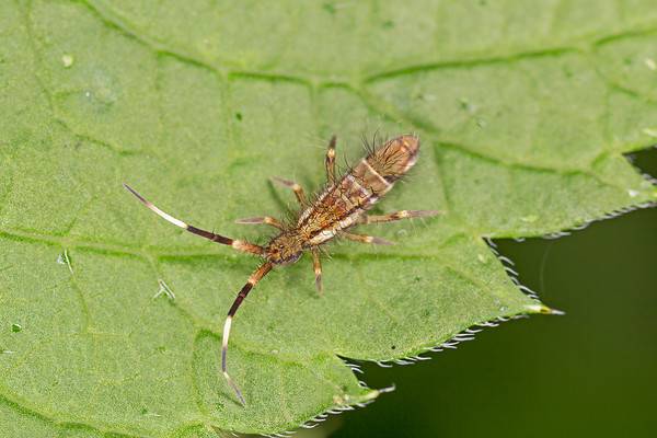 Bathroom Bugs Identification Guide: How to Get Rid of Each Type - A-Z ...