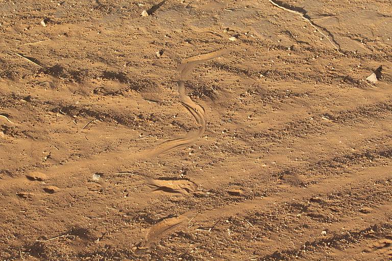 Identification Guide to Snake Tracks in Dirt, Sand, and More - A-Z Animals