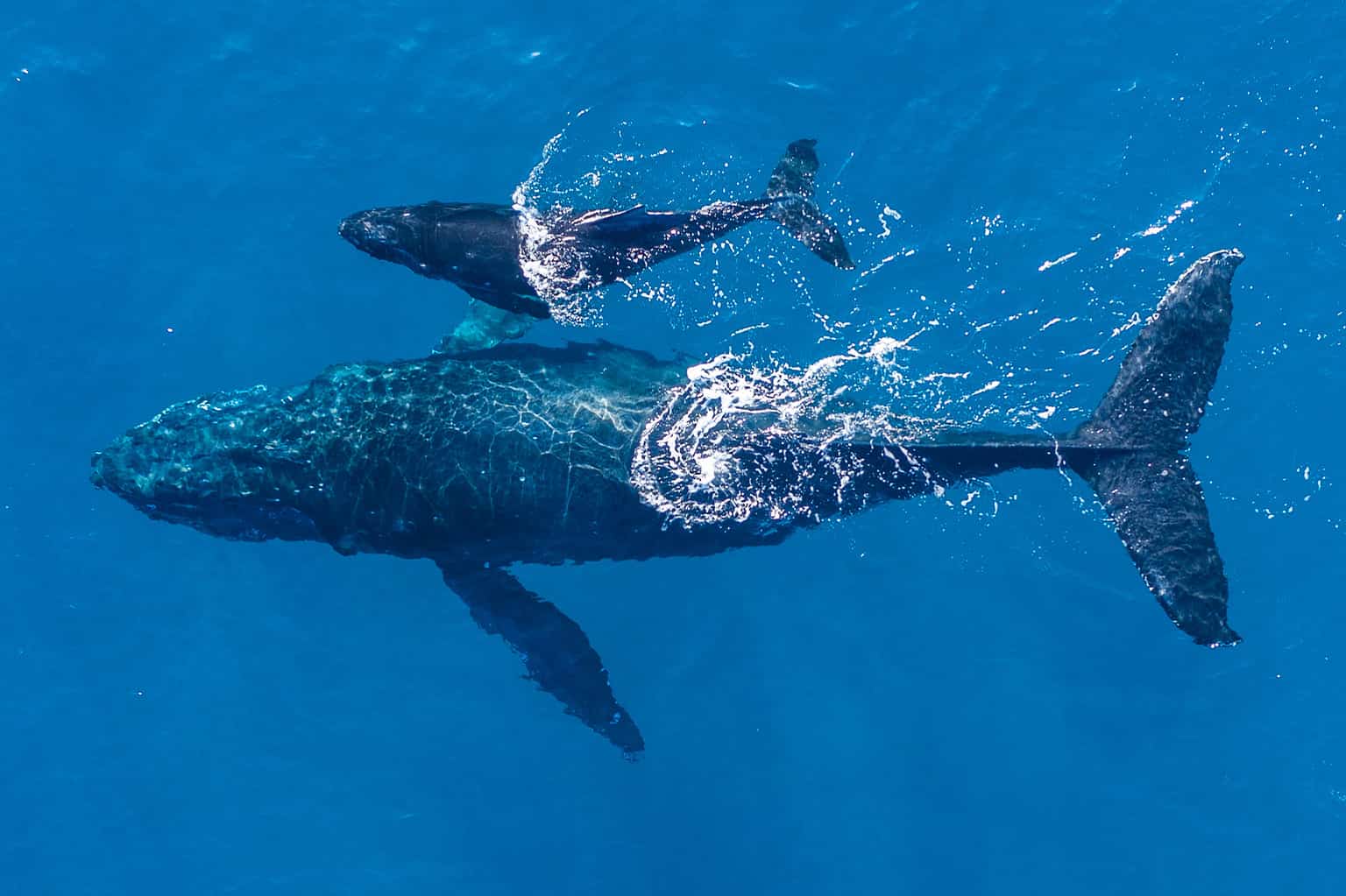 Humpback Whale Animal Facts - Megaptera novaeangliae - A-Z Animals