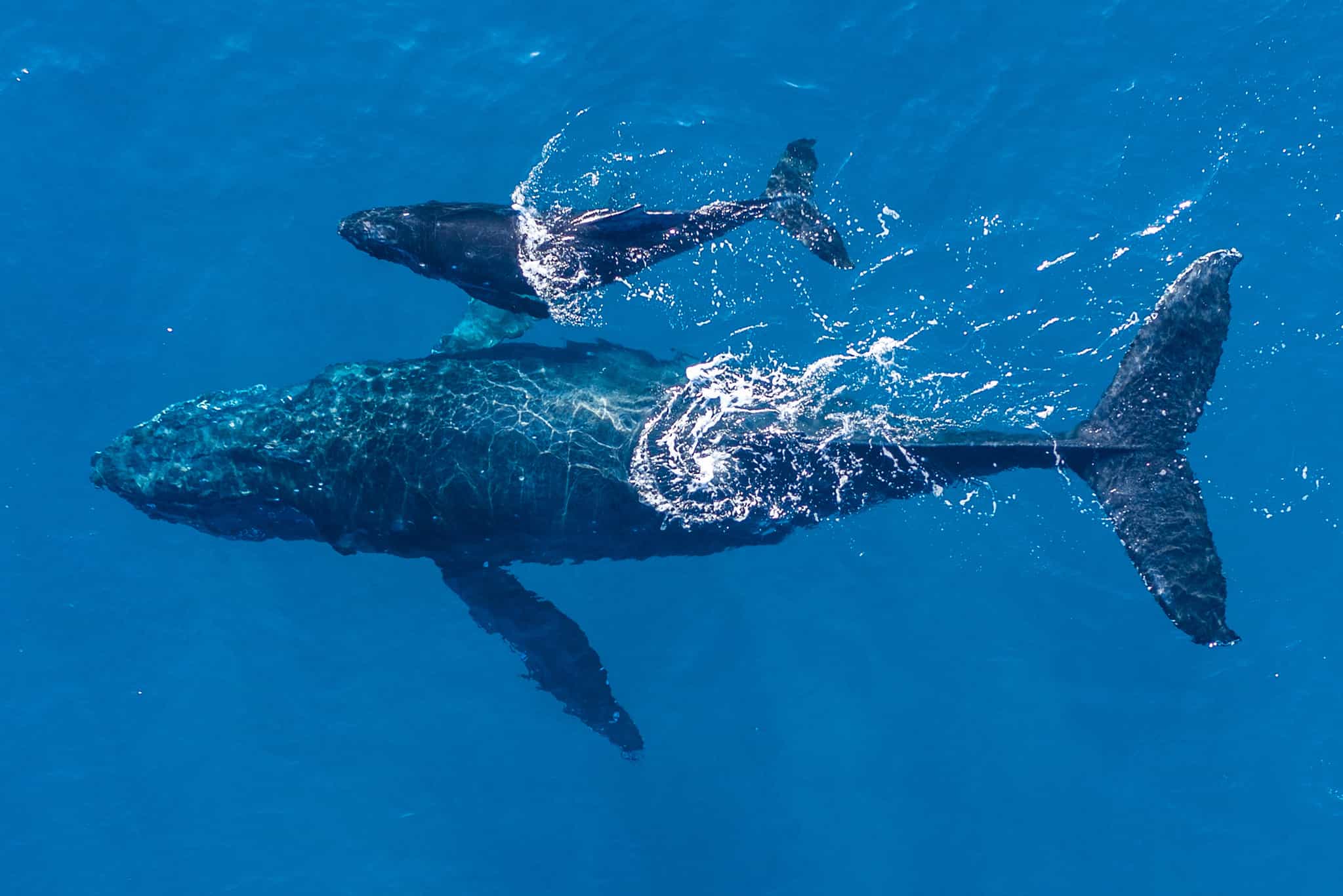7 Types of Whales You'll Find in Maine (And the Best Time to See Each) - A-Z Animals