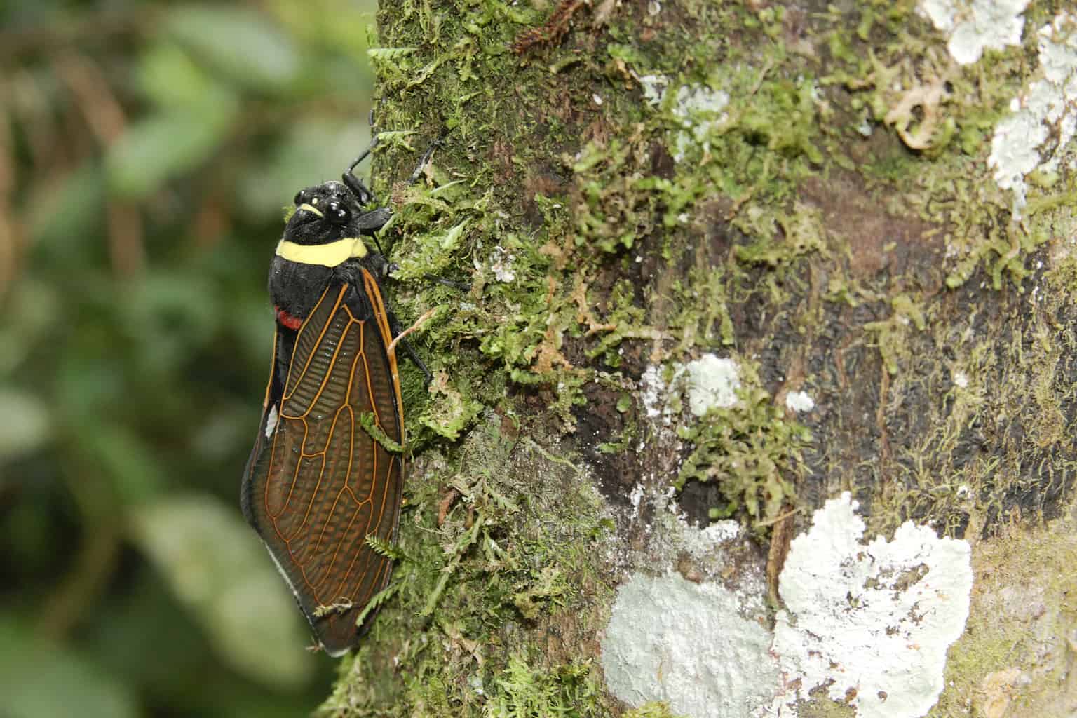 The 5 Largest Cicadas in the World - A-Z Animals