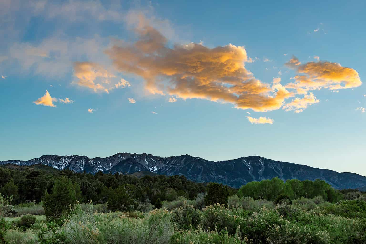 Discover the Largest Forest in Nevada (And What Lives Within It) - AZ ...