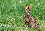 What Is a Group of Rabbits or Bunnies Called? - A-Z Animals