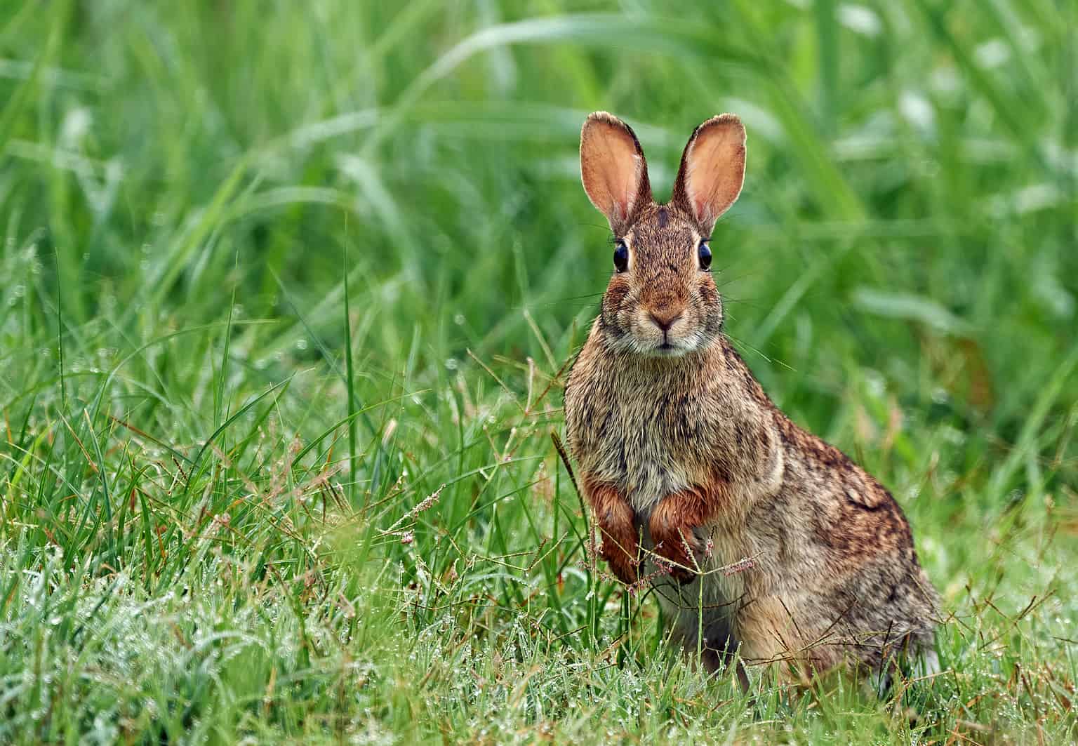 Do Rabbits Bite? 4 Safety Tips When Interacting with Bunnies - A-Z Animals