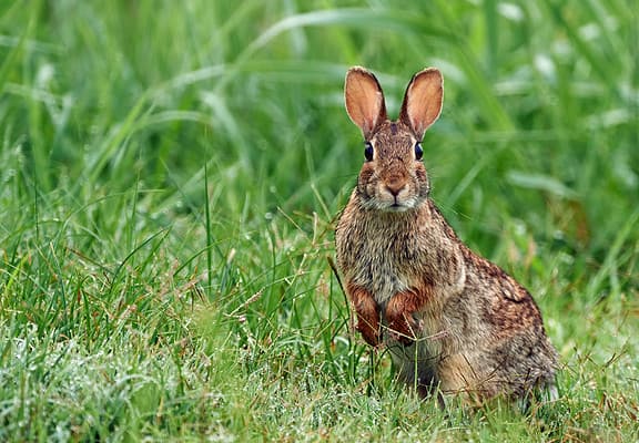 Do Rabbits Bite? 4 Safety Tips When Interacting with Bunnies - A-Z Animals