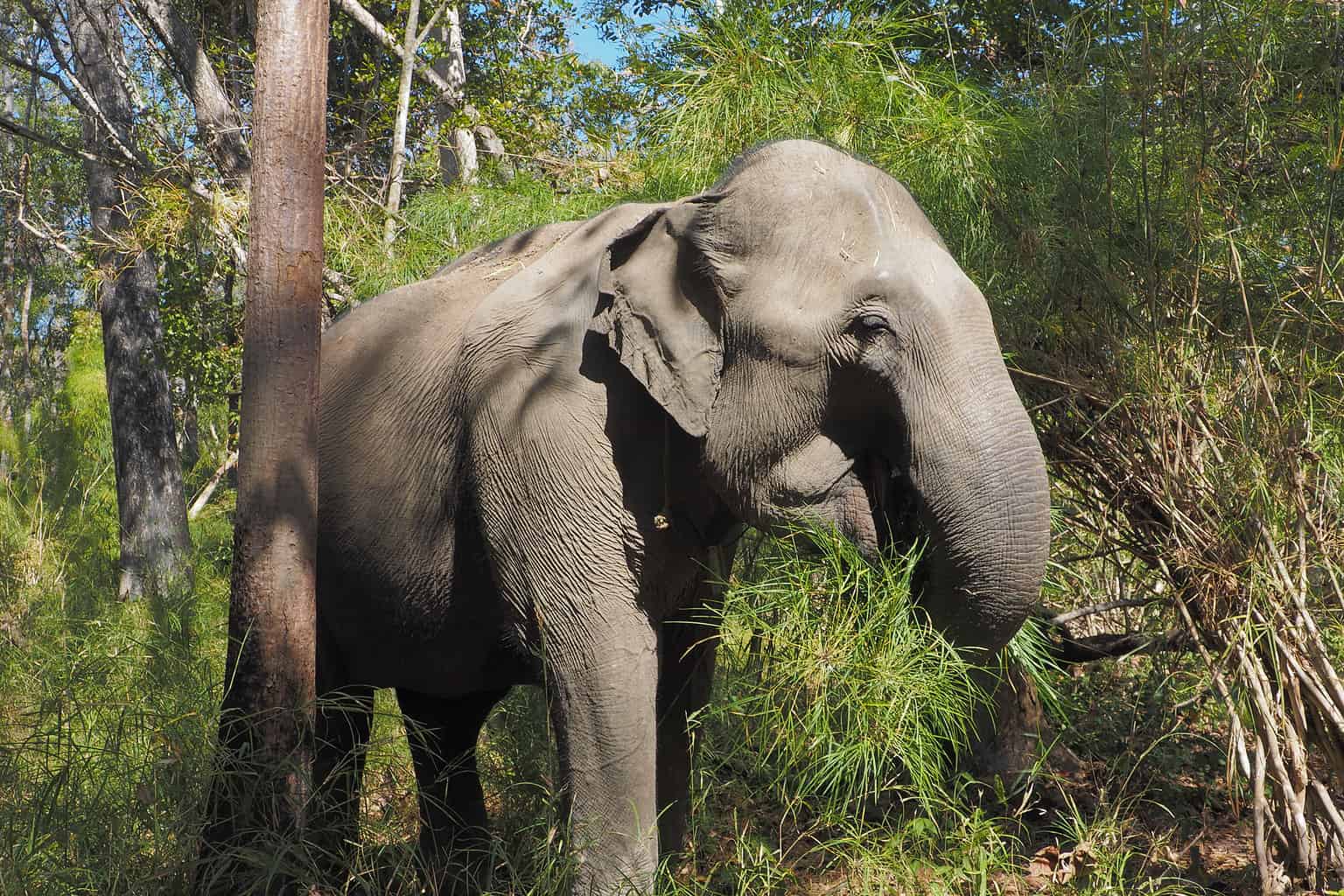 What Is the Mirror Test, and Which Animals Have Passed It? - A-Z Animals